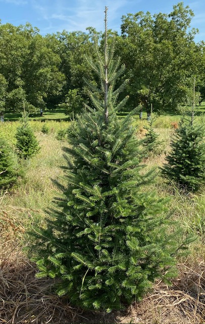 Tree & Wreath Contest | Missouri Christmas Tree Producers Association
